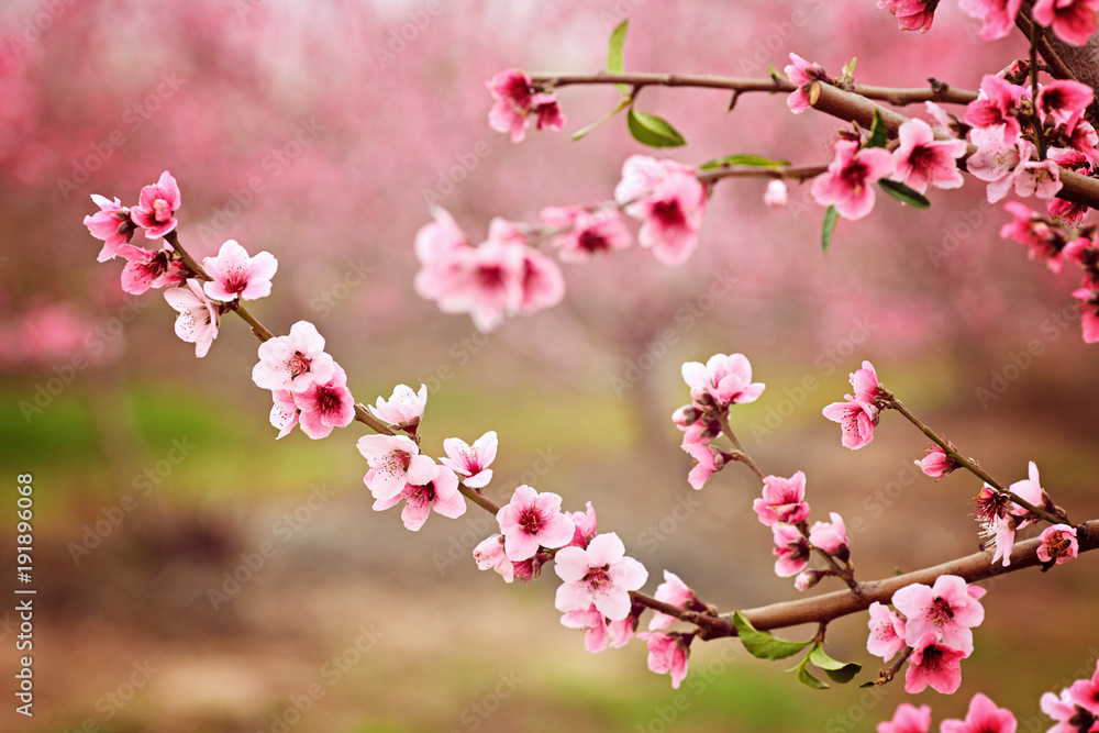 Spring Season Flowers