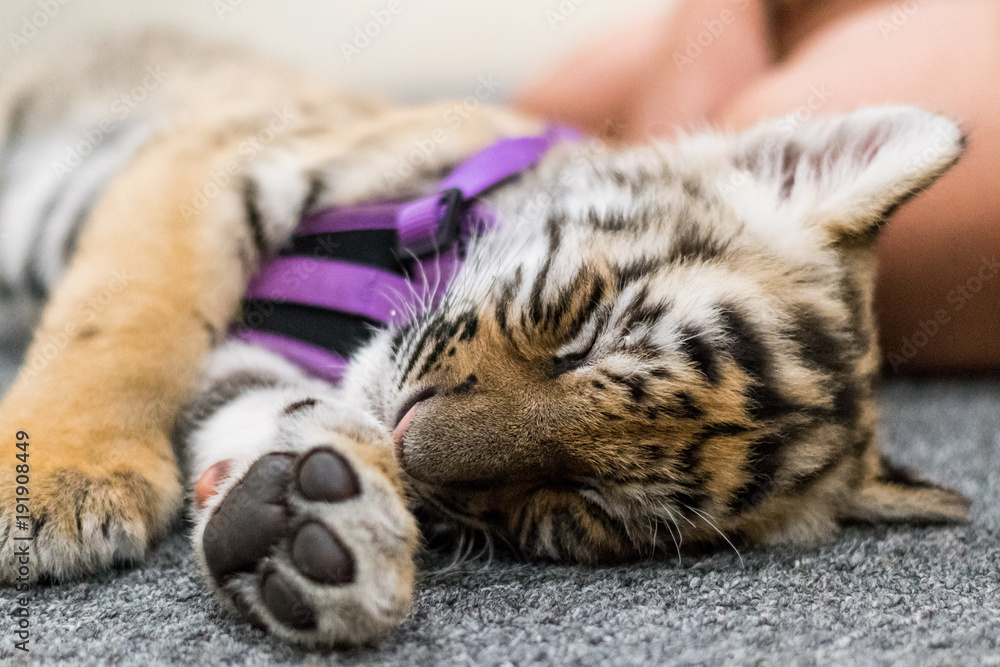 Baby tiger in a harness sleeping on the floor Stock Photo | Adobe Stock