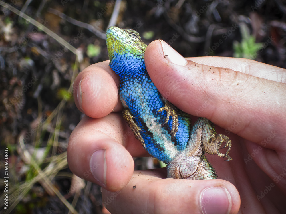 An emerald swift (aka green spiny lizard, Sceloporus malachiticus ...