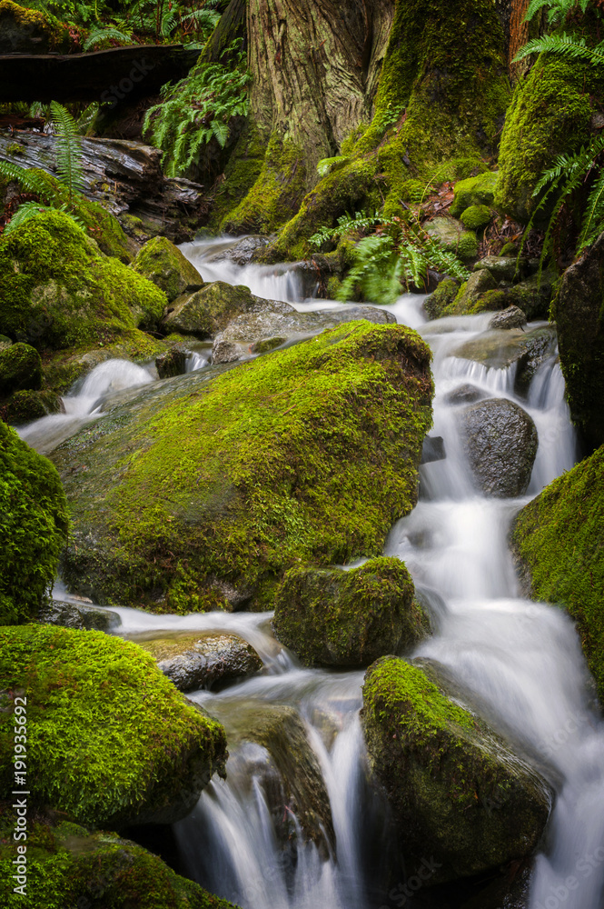 Moss Forest Stream