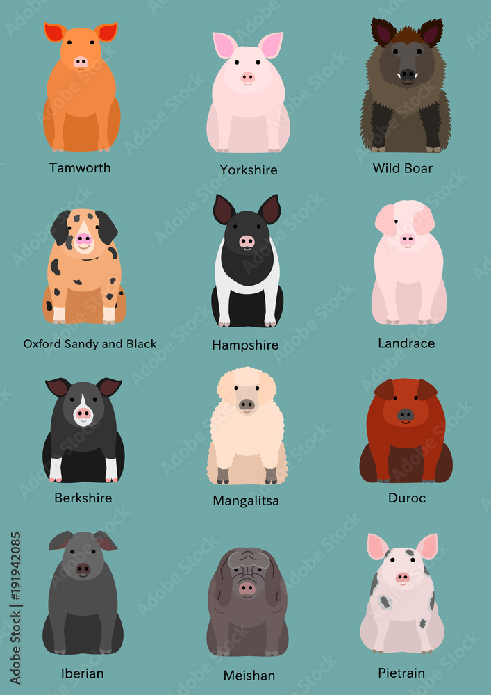 various breeds of pigs Stock Vector | Adobe Stock