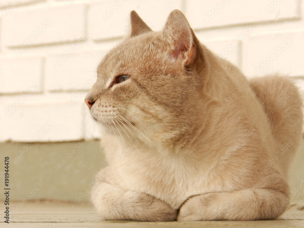 Gato bege de olhos azuis deitado, ao fundo parede de tijolos brancos ...