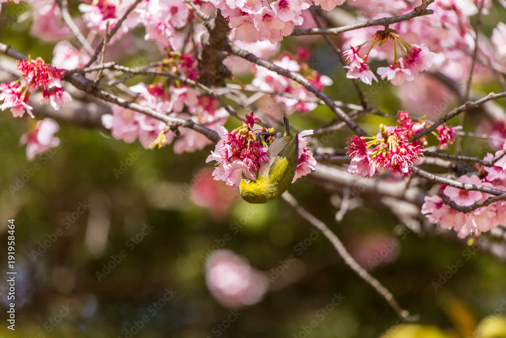 Foto de The Japanese White-eye.The background is cherry blossoms ...