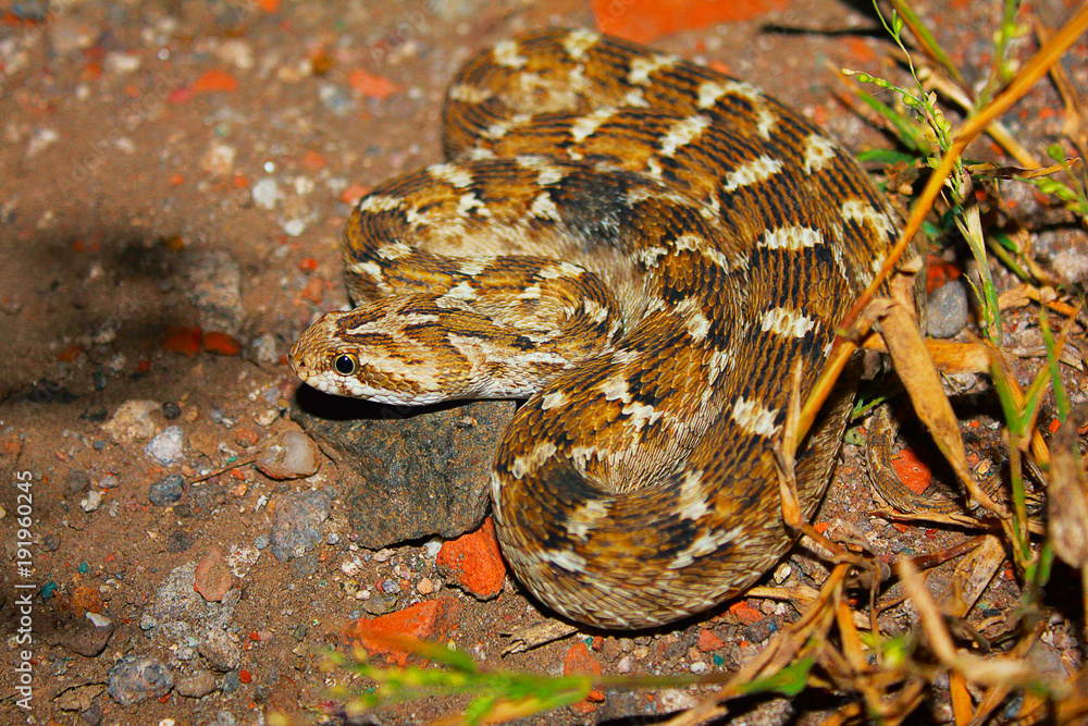 Schocker's Saw Scaled Viper, Echis carinatus sochureki, Jaisalmer ...