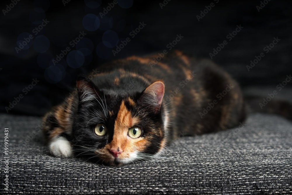 Verspielte, getigerte Katze liegt auf dem Sofa und schaut zur Kamera ...