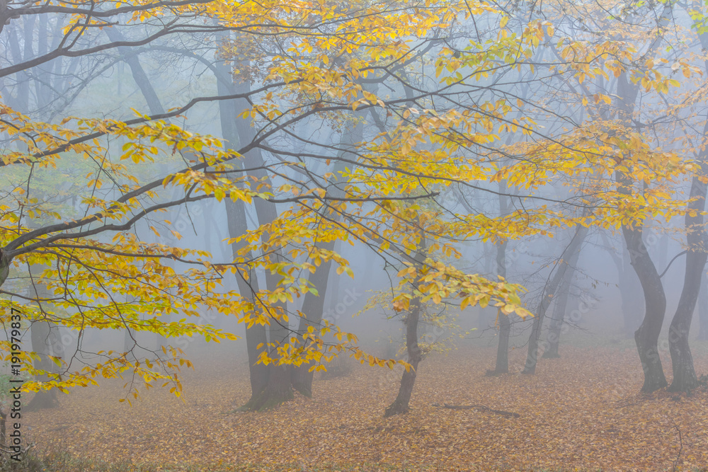 Amazing atmosphere in The Hoia Baciu forest, one of the most haunted ...