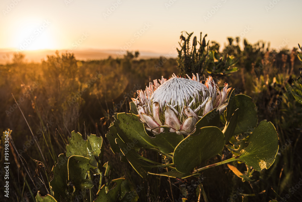 King Protea Stock Photo | Adobe Stock
