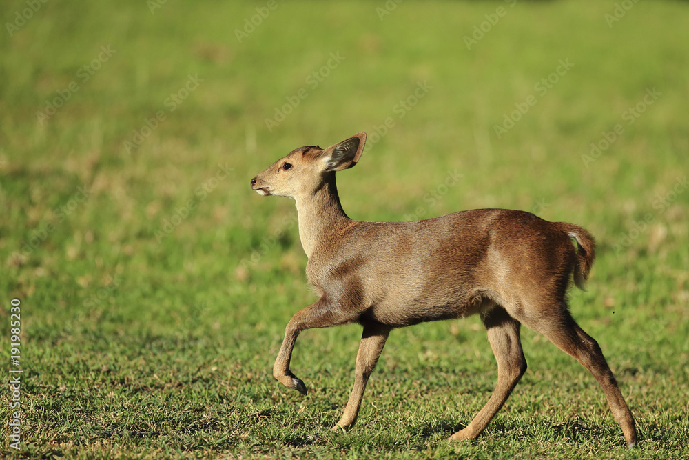 Juvenile of Eld's deer also known as the or brow-antlered deer, is an ...