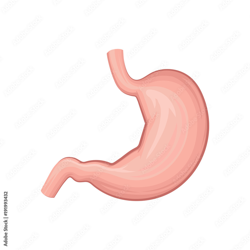 Illustration of stomach. Vital digestive organ. Human internal body ...