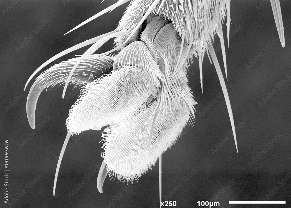 Foto de Foot of house fly (Muscidae) imaged in a scanning electron ...
