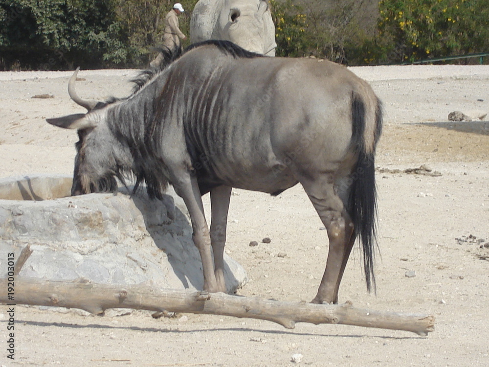 buffalo, animal, willife, nature, hena, lyon, girafe, bear, hipopotamus ...