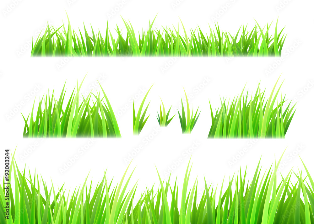 Grass vector isolated on white background. Tufts of grass. Green summer ...