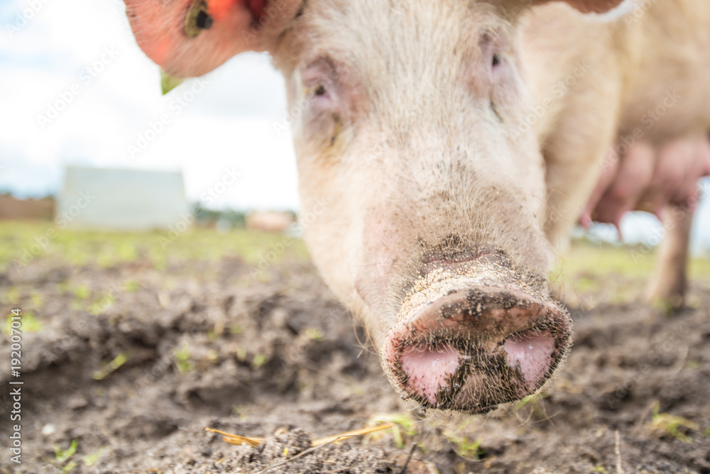 Pig on an organic farm in the uk Stock Photo | Adobe Stock