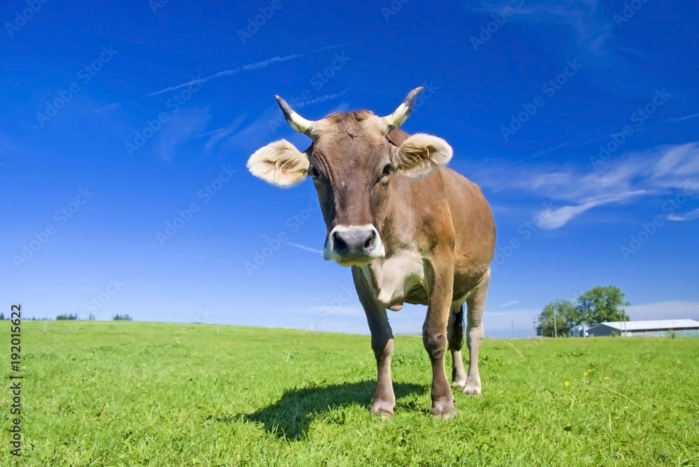Kuh auf der Alm Stock-Foto | Adobe Stock
