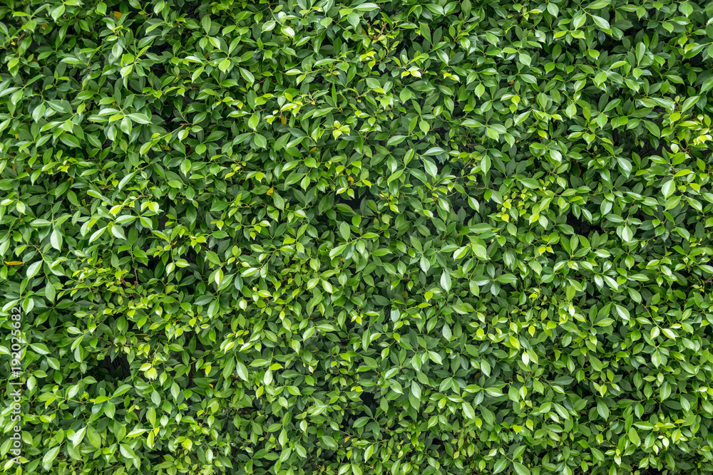 Textured green vertical garden background Stock Photo | Adobe Stock