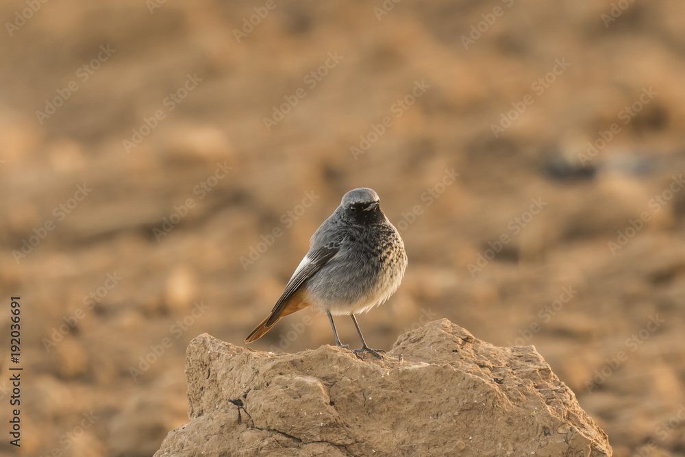 Foto de Pequeño pájaro colirrojo tizón (Phoenicurus ochruros) posado en ...