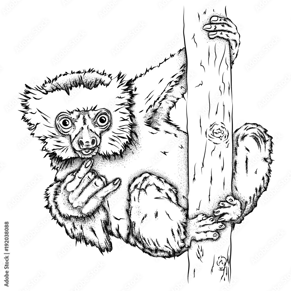 Portrait of a monkeys. Can be used for printing on T-shirts, flyers ...