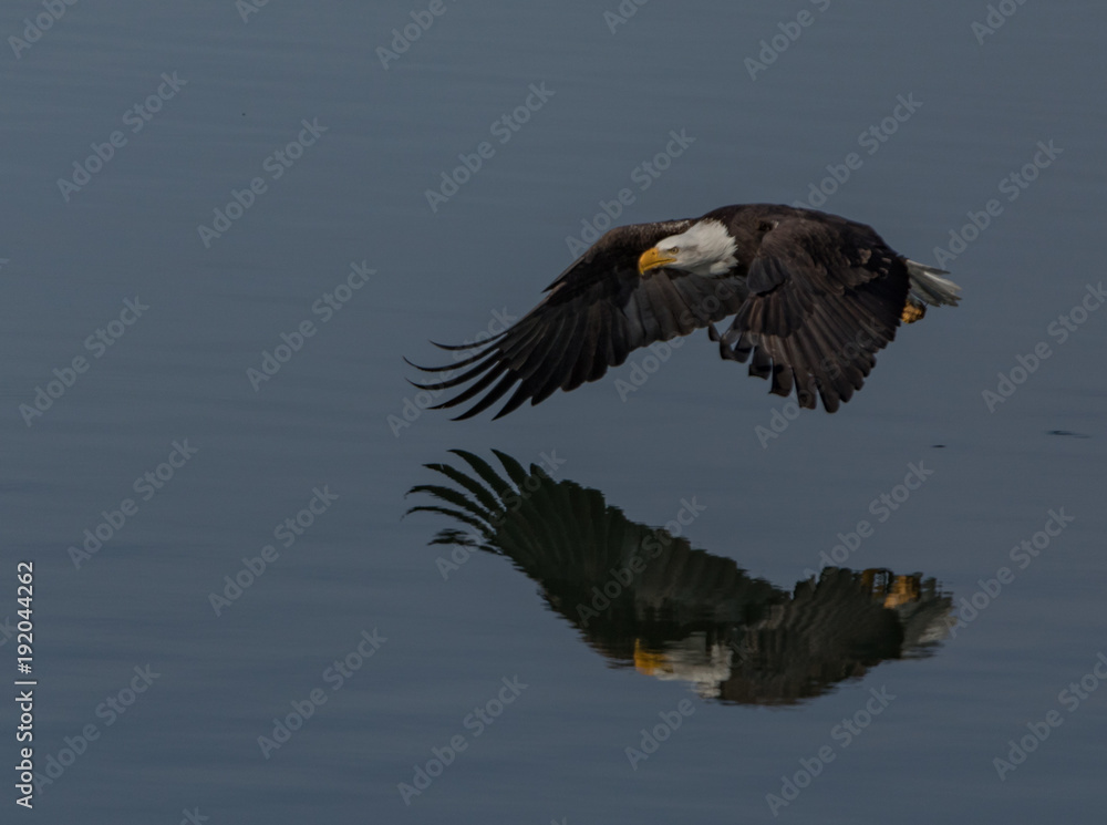 Photo & Art Print Bald Eagle over Water, Bradley