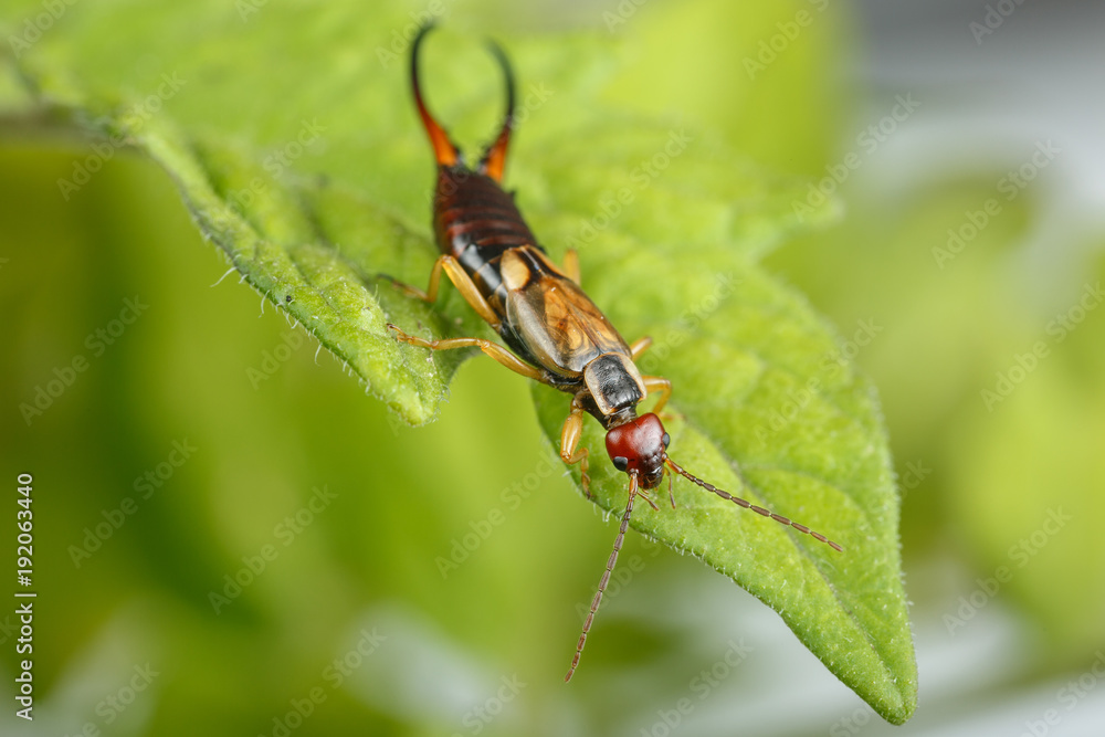 Small earwig looks out from the edge of tomato leaf. Highly detailed ...