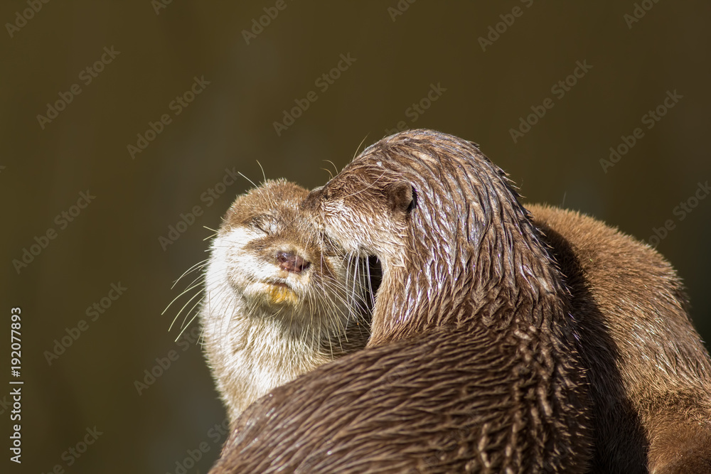 Affectionate otters. Wild animals bonding. Animal love and affection ...