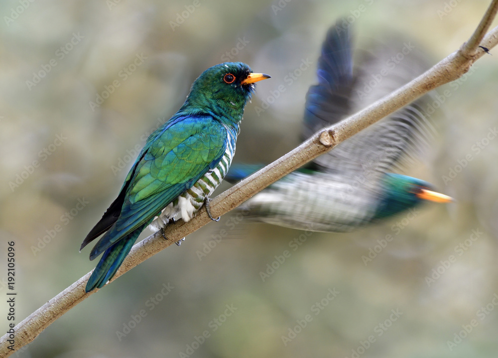 Male of Asian emerald cuckoo (Chrysococcyx maculatus) super velvet ...