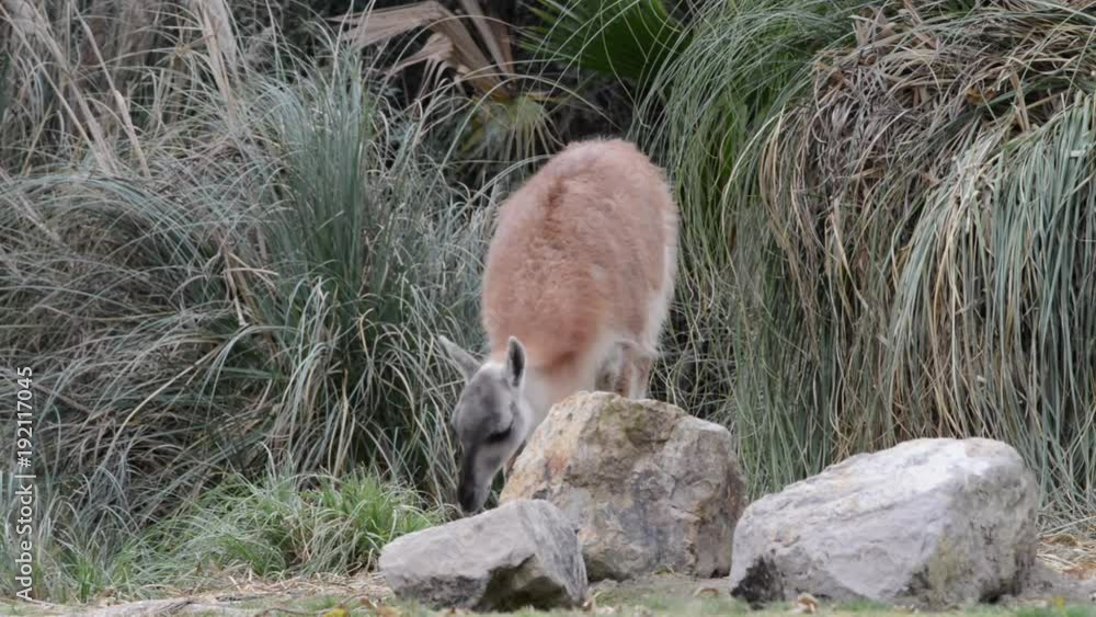 Video Stock HD Video of one Guanaco eating grass behind rocks in front ...