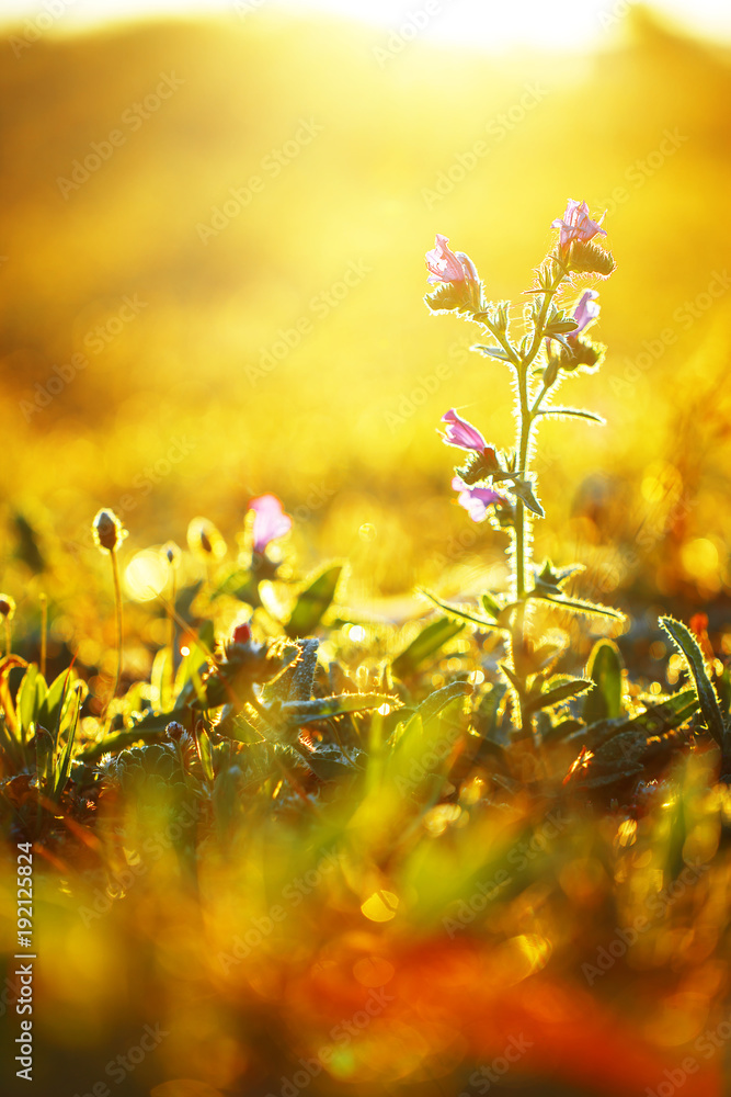 Spring Evening
