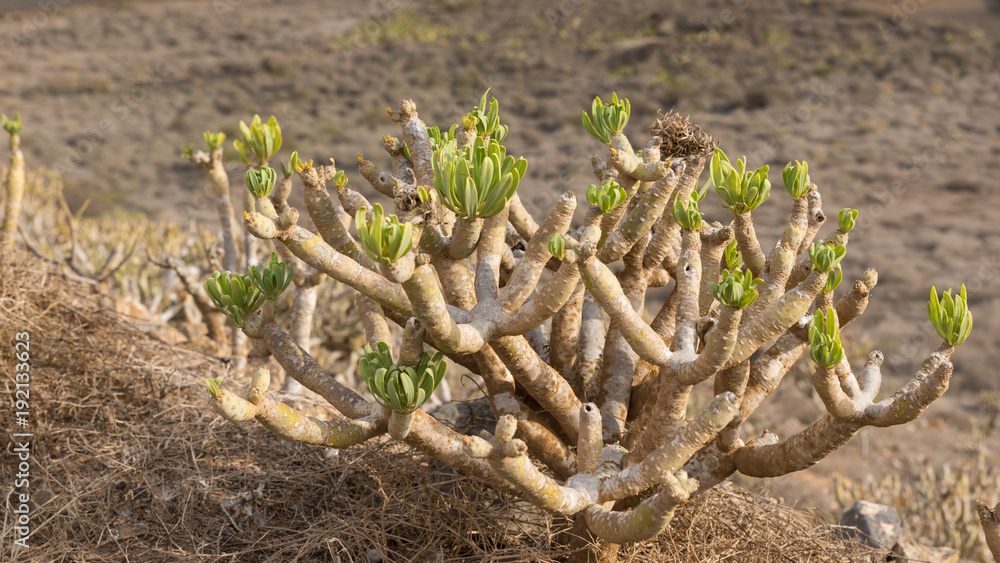 Euphorbia balsamifera ou Tabaiba dulce à Lanzarotte Stock Photo | Adobe ...