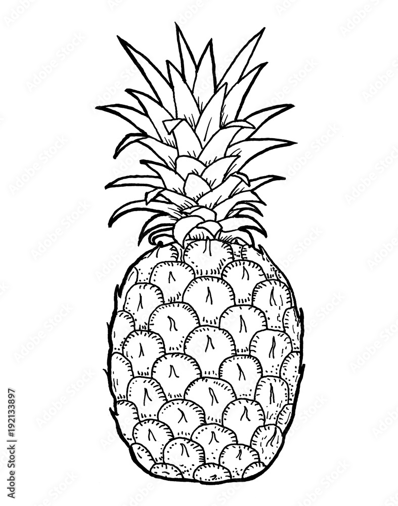 Pineapple Fruit Drawing