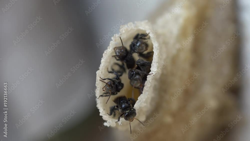 Stingless bee (Meliponini) is a bee-like insect. But the difference is ...