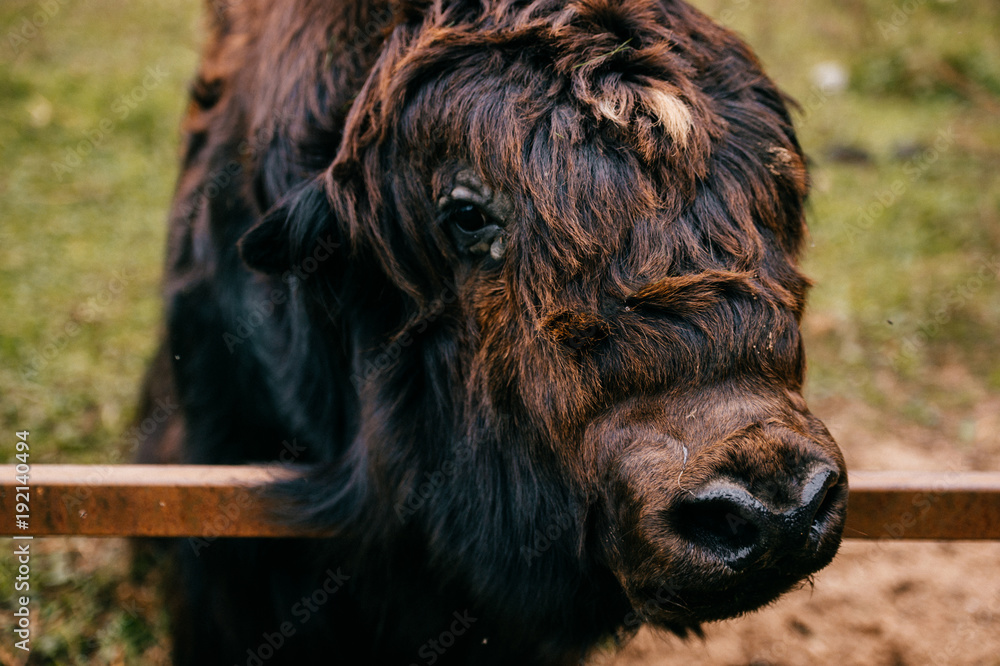 Closeup artistic portrait of primal ancient beast muzzle. Furry and ...