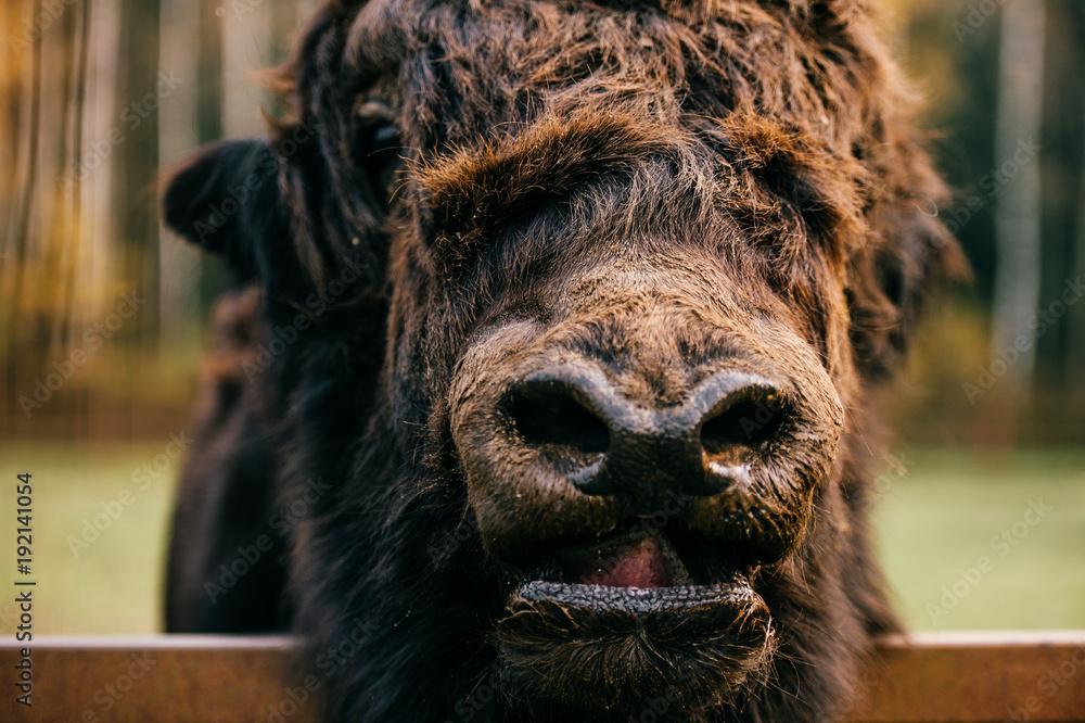 Scary angry dangerous terrible monster beast closeup portrait ...