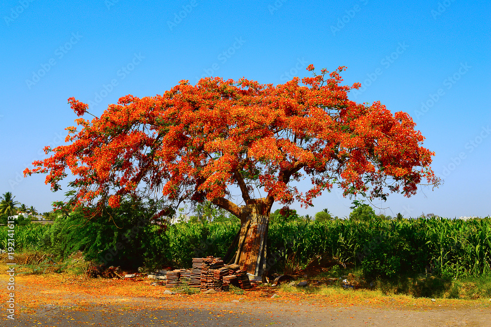 Royal Poinciana Tree (Gulmohar) , Delonix regia near Pune, Maharashtra ...