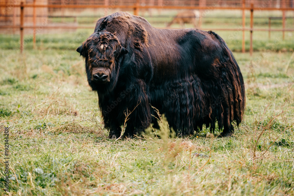 Tibetan yak in zoo. Wild prehistoric endnagered species. Hairy buffalo ...