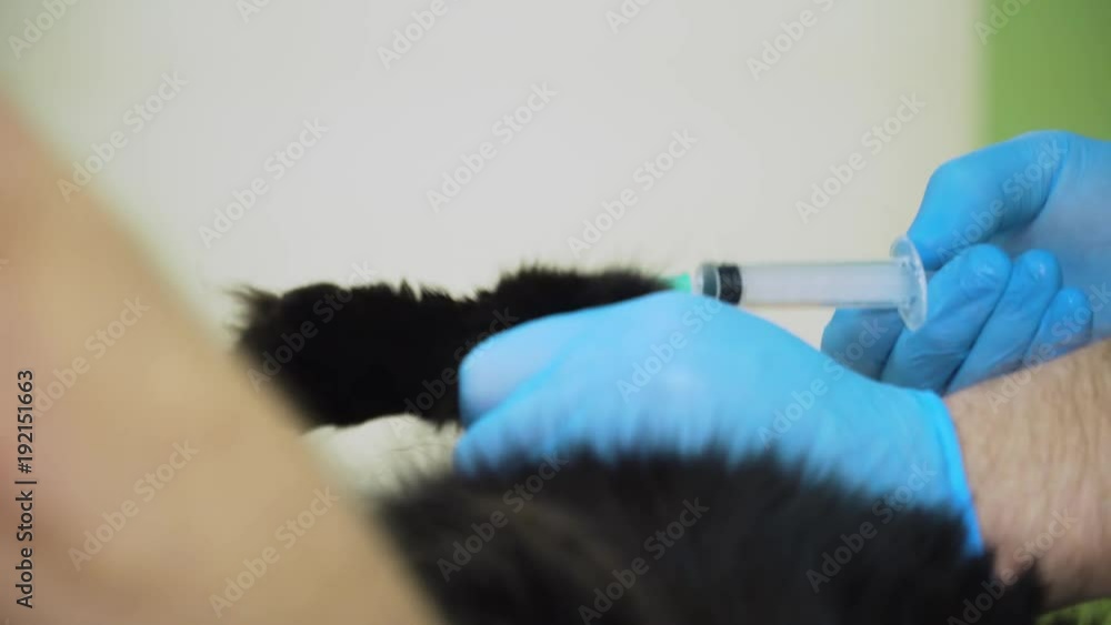 Veterinarian does the vaccination, injecting the cat into the ...
