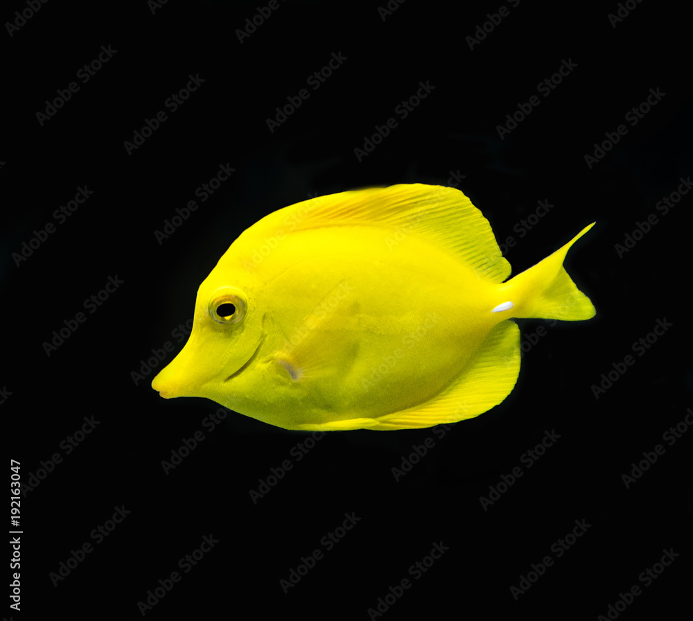 Yellow tang fish isolated on black background Stock Photo | Adobe Stock