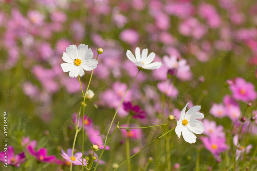 Cosmos flower, beautiful cosmos flowers with color filters and noon day ...