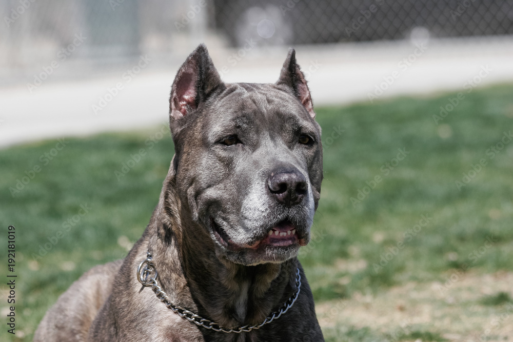 Cane Corso mastiff posed for a natural portrait outside at the park ...