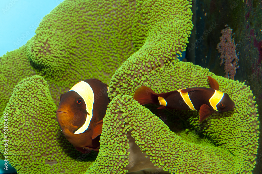 Maroon Clownfish Pair