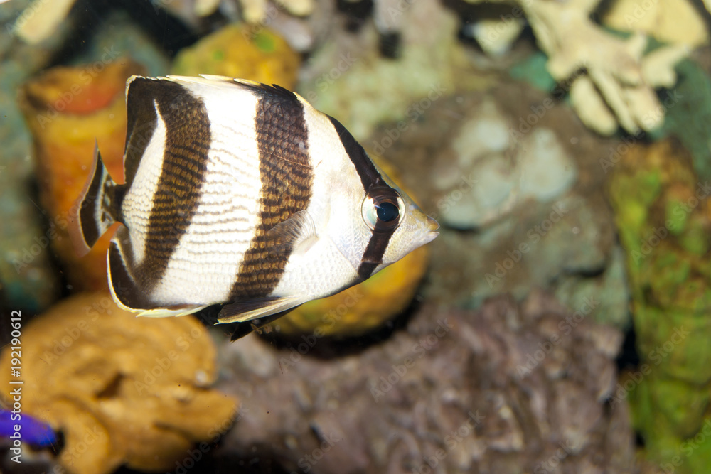 Banded Butterflyfish