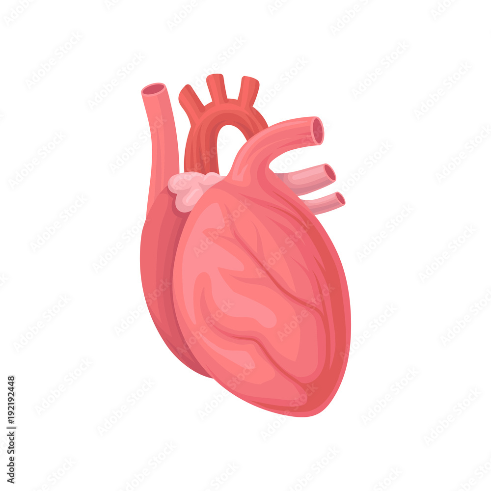 Cartoon Heart Organ