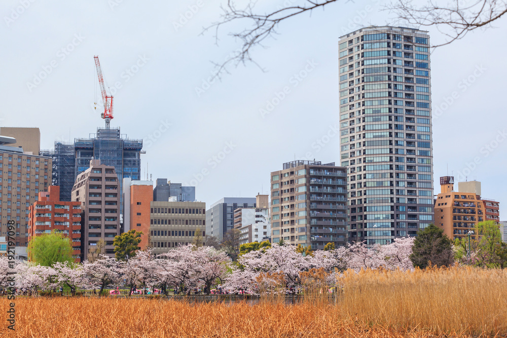 Beautiful sakura cherry blossom with background of cityscape beside ...