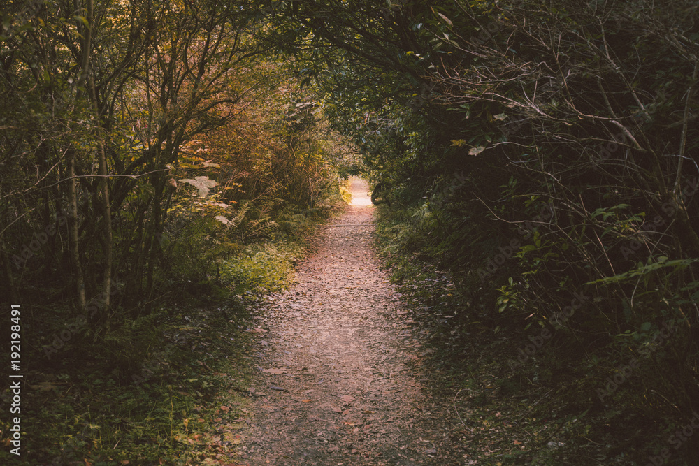 Mystical Forest Path