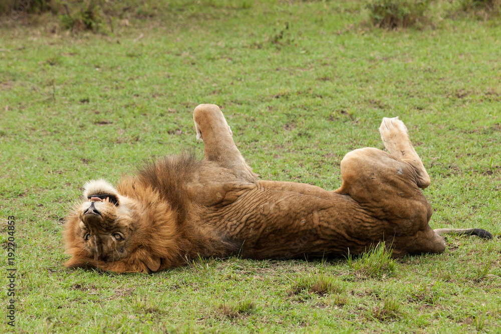 Lion Lying On Back