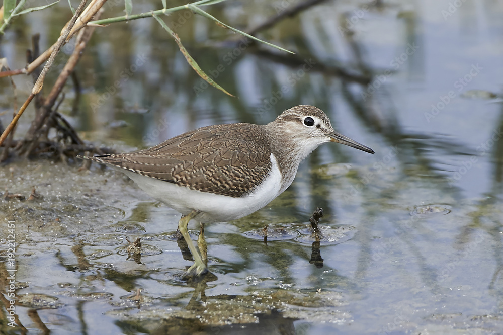Common sandpiper looking for food in its habitat Stock Photo | Adobe Stock