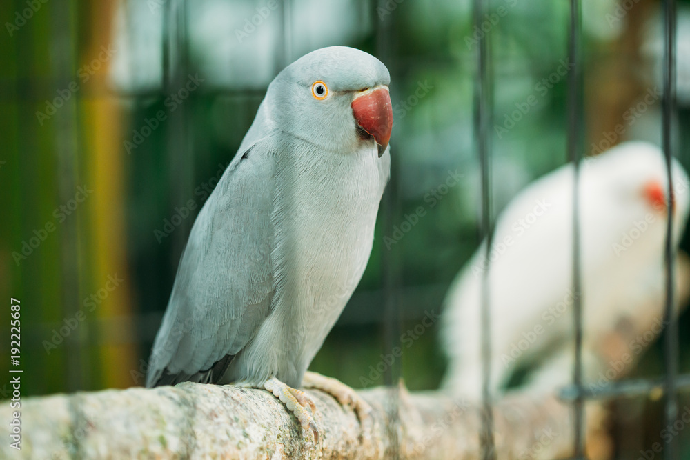 Rose-ringed Parakeet Also Known As The Ring-necked Parakeet In Zoo ...