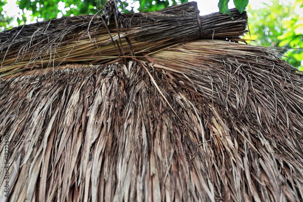 Detail-thatched roof of ulog-olog communal dormitory for girls. Bontoc ...