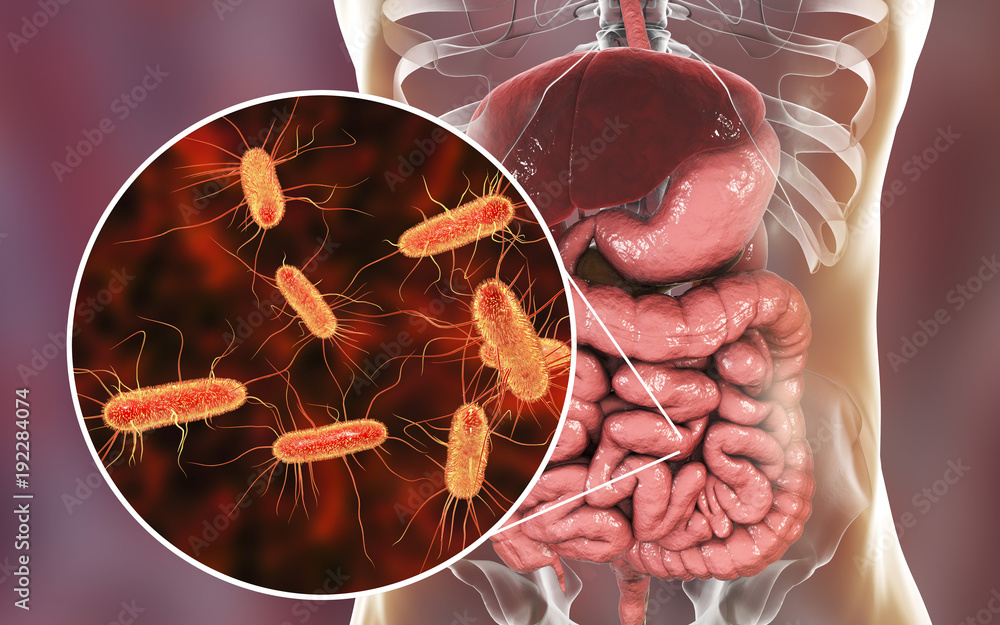 ภาพประกอบสต็อก Intestinal microbiome, 3D illustration showing anatomy ...