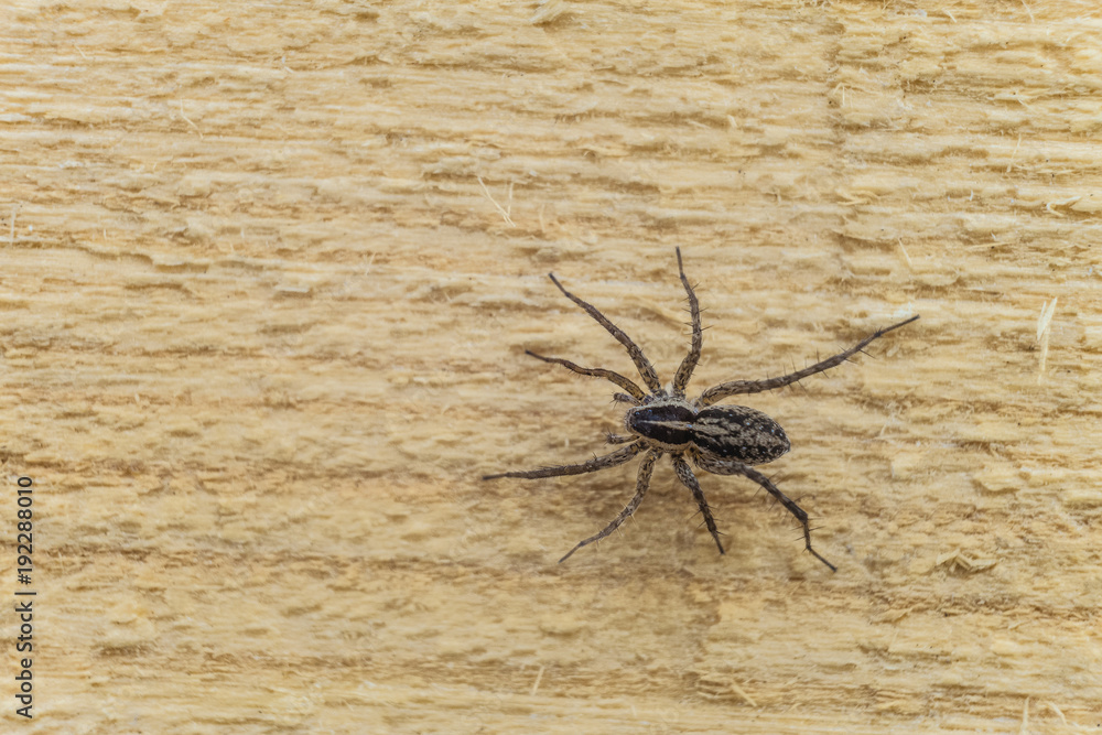 Fiddleback spider, Violin spider or Brown hermit spider (Loxosceles ...