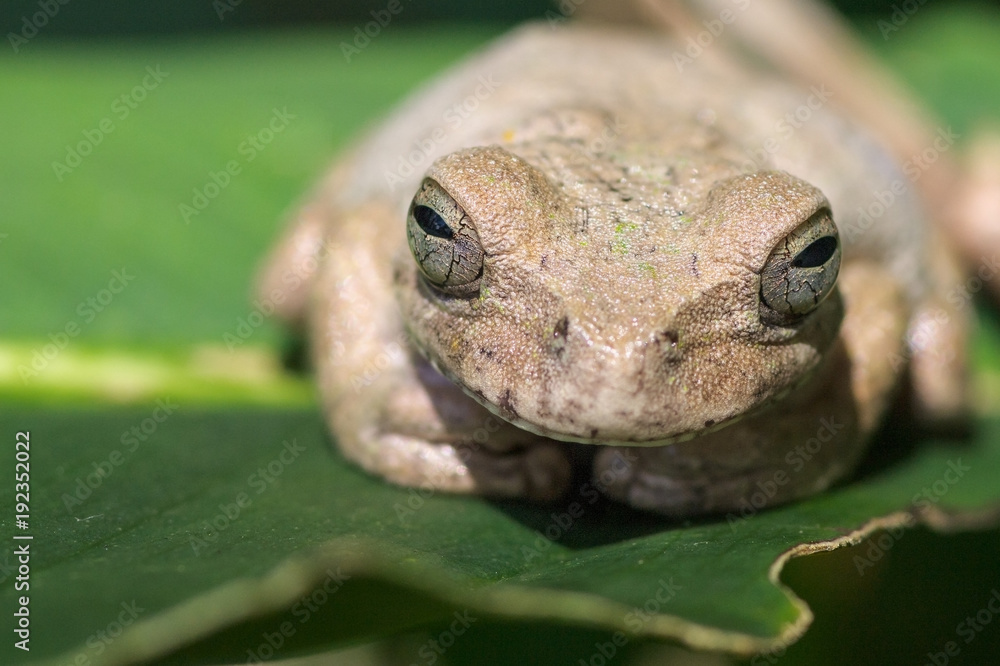 Panama cross-banded tree frog (Smilisca sila), a species in the Hylidae ...